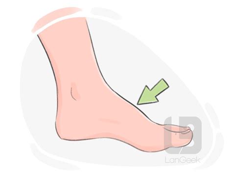 Definition And Meaning Of Instep Picture Dictionary