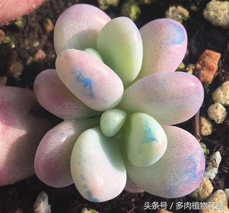 多肉植物越來越便宜，對於多肉植物愛好者來說是好消息 每日頭條