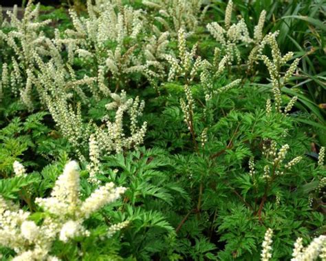 Aruncus Aethusifolius Mount Venus Nursery