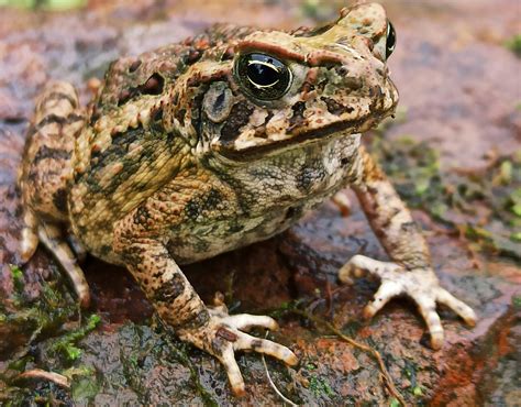 Suhaildesign 5 Meo Dmt