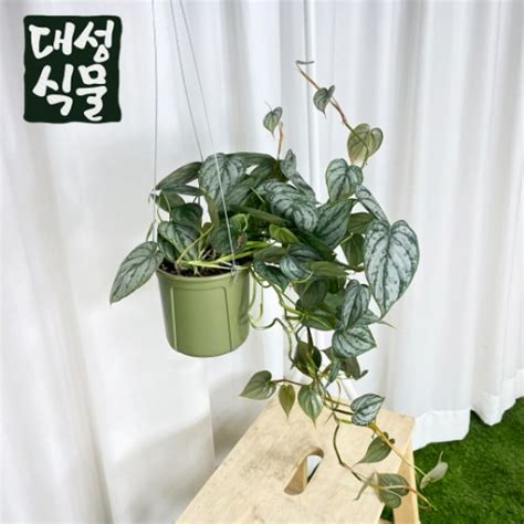 필로덴드론 브랜티아넘 행잉 공기정화 인테리어 식물 공중화분 대성식물 행잉걸이식물 필로덴드롬
