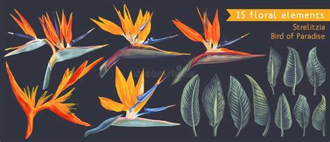 Strelitzia Strelitzia Reginae Leaf Side View Ink Black And White