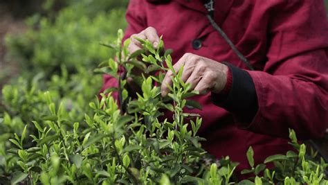 视频丨蓝山春色早 头茶采摘忙 茶叶