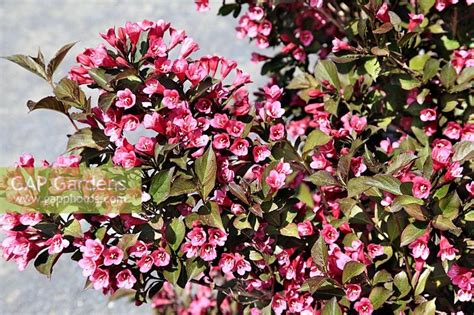Weigela Java Red