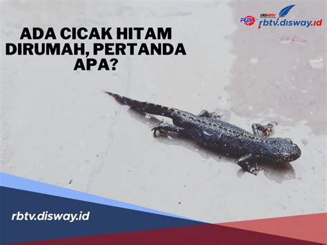 Ada Cicak Hitam Di Dalam Rumah Pertanda Apa Begini Penjelasannya Bisa Bikin Merinding