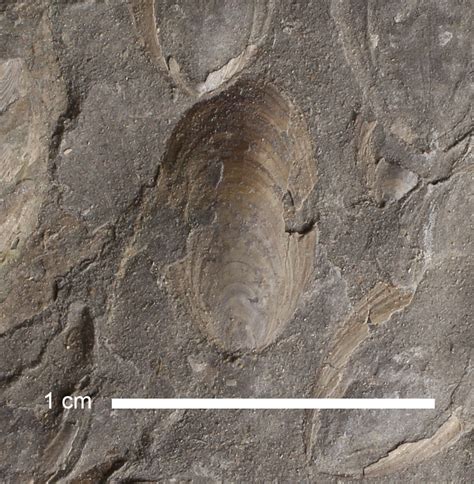 Lingula Fossil
