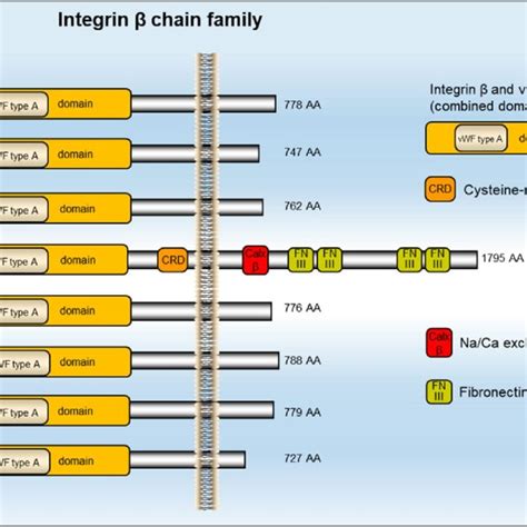 Structure Of The Integrin β Domain Download Scientific Diagram