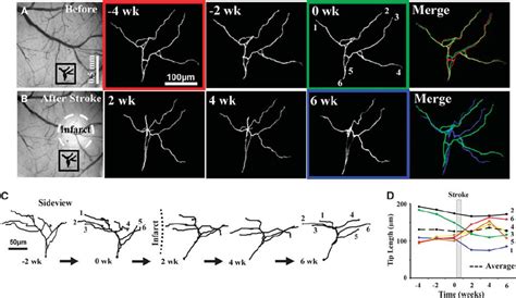 Arrangement Of Cortical Dendrites Before And After Focal Stroke A