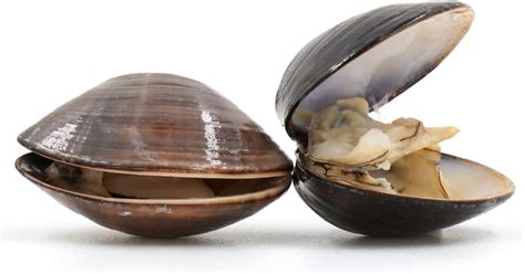 Hardshell Clam Cat Center For Aquaculture Technologies