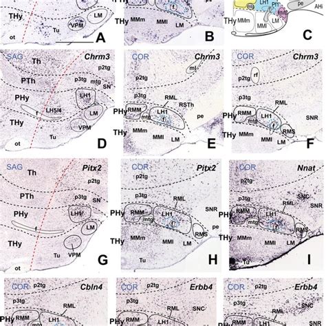 In Situ Hybridization Expression Mapping At P56 Of Various Markers In