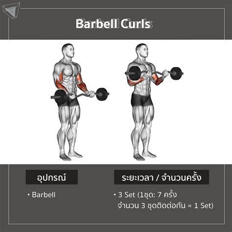 10 ท่าเล่นกล้ามแขน พร้อมเทคนิคพิชิตให้กล้ามชัด ฟิต สวย Thomasthailand