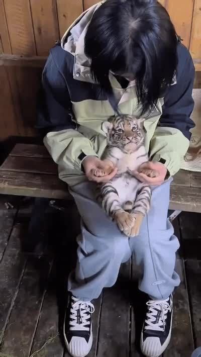 귀여운 아기 호랑이 유머이슈 꾸르