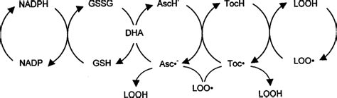 Antioxidant Activity Of Ascorbic Acid In Neutralizing Aqueous