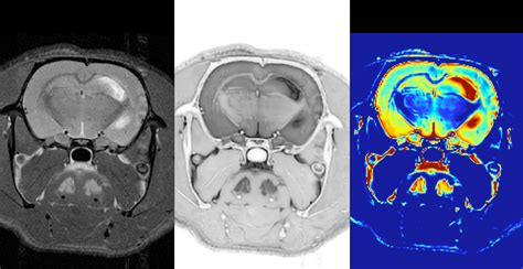 Preclinical Mri Deep Learning Algorithm Hawkai