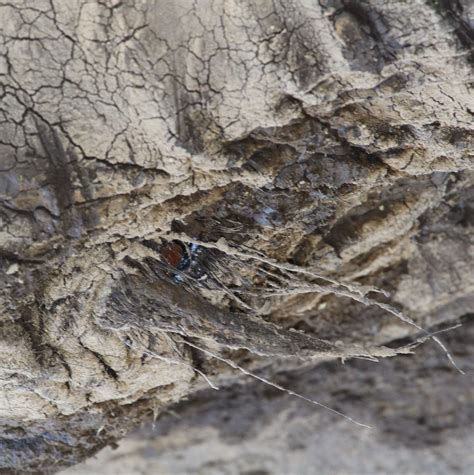 Free Images Tree Rock Branch Wood Trunk Wildlife Soil Fauna