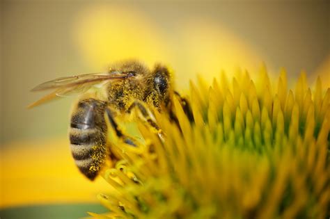 꿀벌 꿀 꽃가루 보라색 Pixabay의 무료 사진 Pixabay