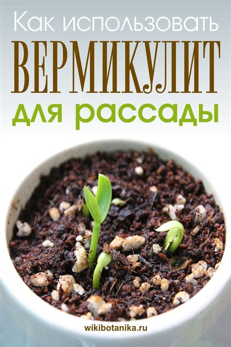 Как использовать вермикулит для рассады | Растения, Уличные растения ...