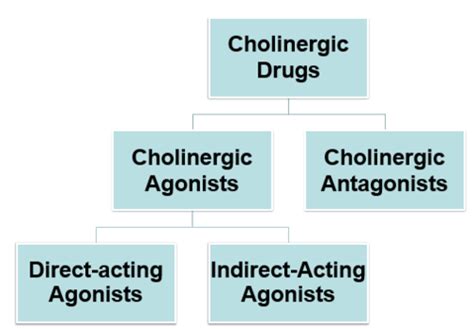 Cholinergic Drugs Flashcards Quizlet