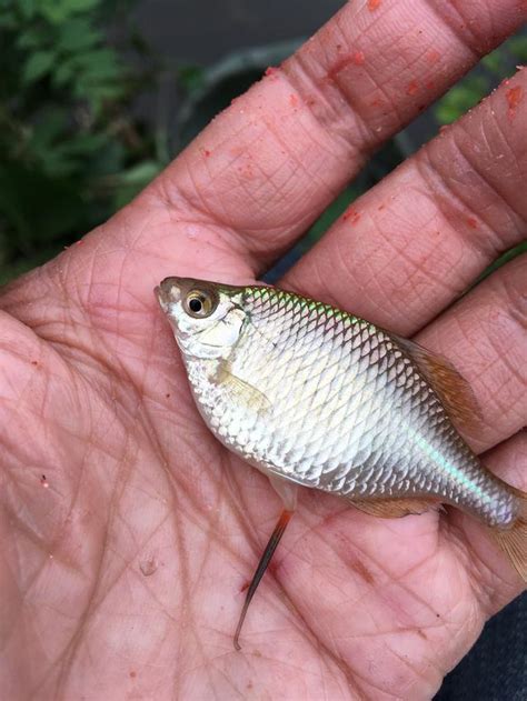 野釣，釣到的「盤子魚」魚腹部有人意想不到收穫，真是長知識了 每日頭條