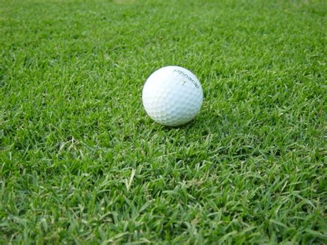 Know Which Lawn Grass Variety Is Best For Your Home Today Asepsis Limited