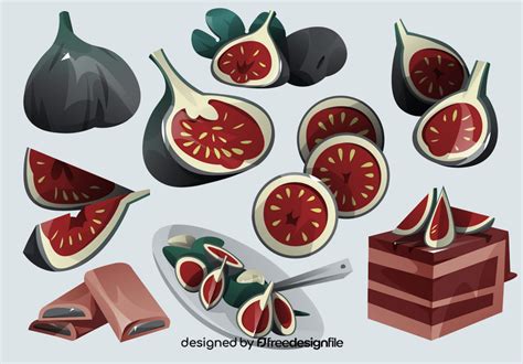 Fig Vector Free Download
