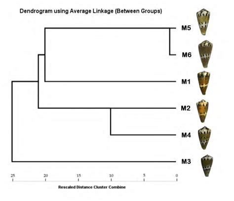 Phenogram Of Conus Mustelinus Morphotypes Based On The Squared Download Scientific Diagram