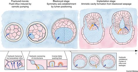 Intercellular Fluid Dynamics In Tissue Morphogenesis Current Biology