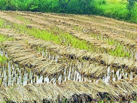 खरीप पिकाचे उत्पादन घटणार Marathi News Kharif Crop Production Will