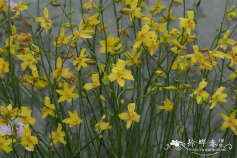 黄花美堇莲Cyanella lutea 花卉图片网