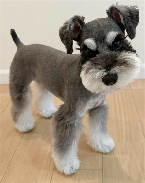 Pin By Wolfgang Wiethoff On Hunde WÖlfe And Bulldogs Videos Schnauzer