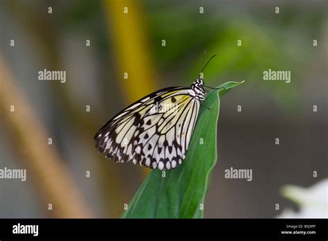Tree Nymph Butterfly June 2006 Stock Photo Alamy