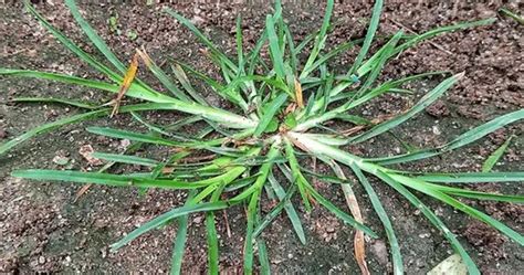 25 Incredible Health Benefits Of Goosegrass Wawstock