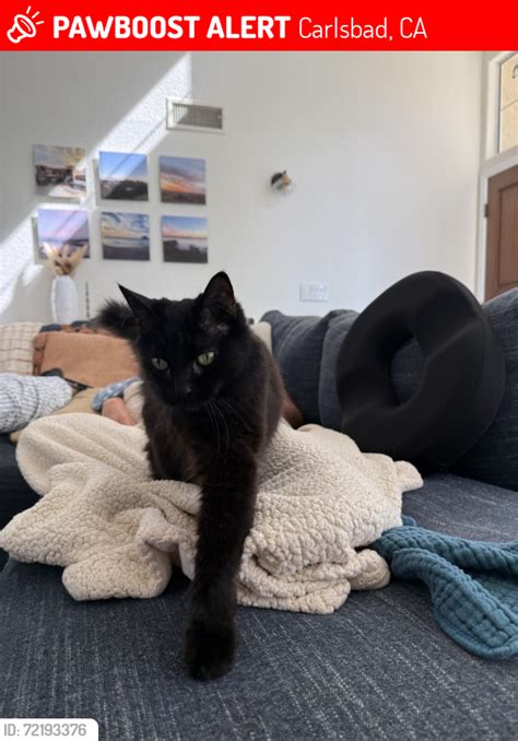 Carlsbad Ca Lost Female Cat Midnight Is Missing Pawboost