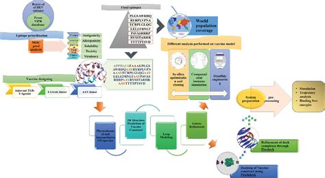 Figure 1 From Computational Design Of Experimentally Validated Multi Epitopes Vaccine Against