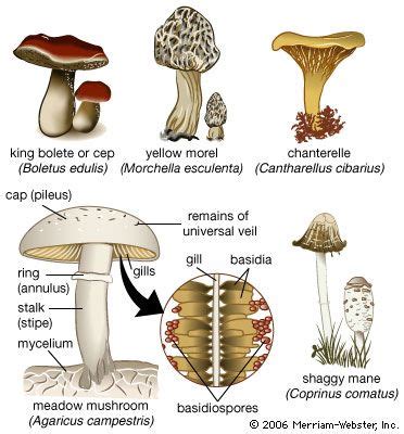 Mushroom Summary Britannica
