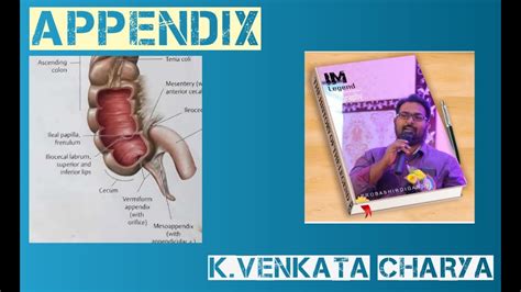 Appendix Meaning