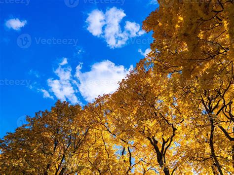 Autumn Vivid Yellow Maple Trees Foliage On Blue Sky With White Clouds Background Full Frame