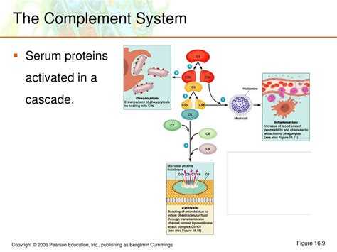 Ppt Innate Immunity Nonspecific Defenses Of The Host Powerpoint