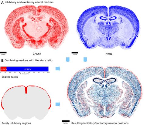 Neuron Differentiation Into Excitatory And Inhibitory Types A