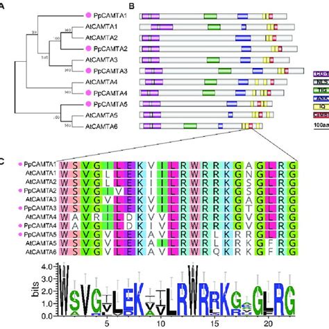 Phylogenetic Relationship And Conserved Protein Domains Between Peach Download Scientific