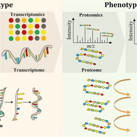 The Design Build Test Learn Dbtl Cycle Of Metabolic Engineering