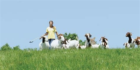 Premier 1 Supplies Sheep And Goat Equipment