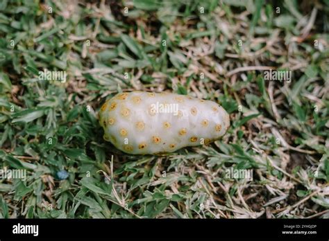 A Close Up View Of A Fresh Noni Fruit Lying On Green Grass This Unique Tropical Fruit Has A