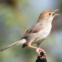 動物事典 フエセッカ Cisticola fulvicapilla