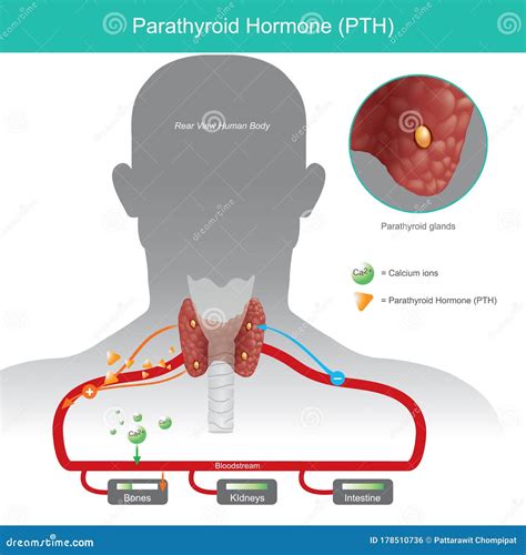 Parathyroid Hormone It Is Working Control Calcium Levels In The Blood