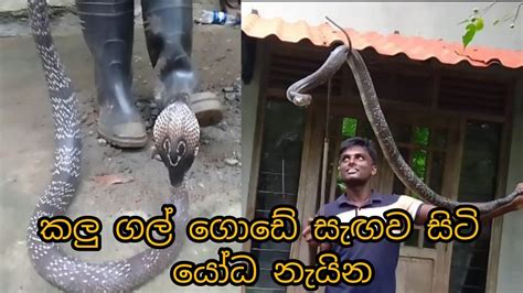කලු ගල් ගොඩේ සැඟව සිටි යෝධ නැයින 🐍🐍🐍 Youtube
