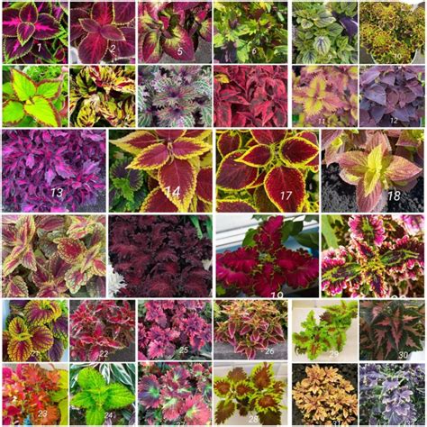 Колеус Укоренённые черенки купить в Ирбите цена 100 руб дата размещения 30 03 2025