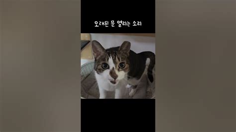 오래된 문 열리는 소리 Youtube