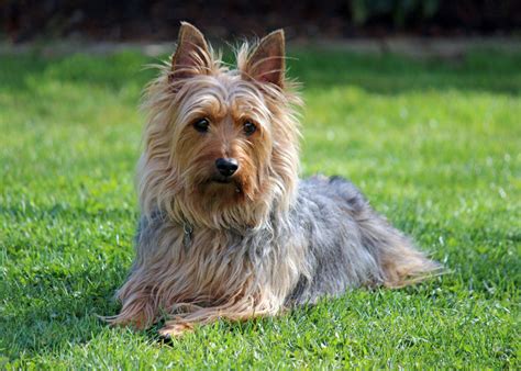 Australian Silky Terrier Breed Guide - Learn about the Australian Silky ...