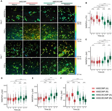 Figure 4 From Perfusability And Immunogenicity Of Implantable Pre Vascularized Tissues